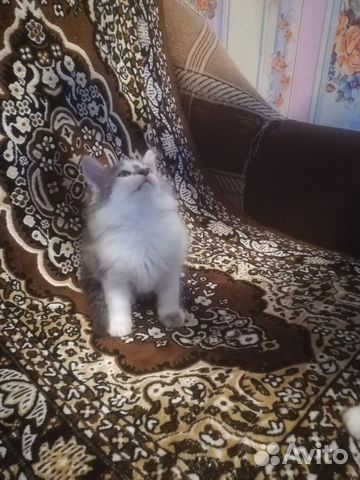 Гарик ждёт своего хозяина