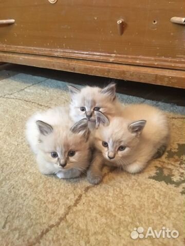 Тайские котята