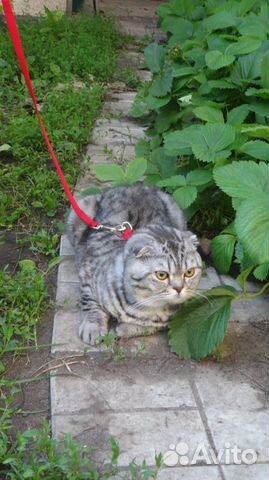 Приглашаю на вязку кошку
