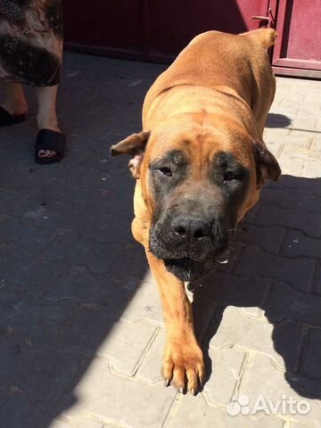 Африканский бурбуль