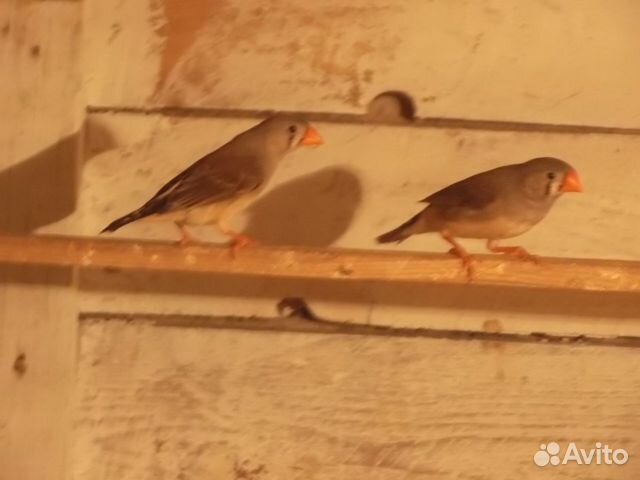 Амодины зебровые