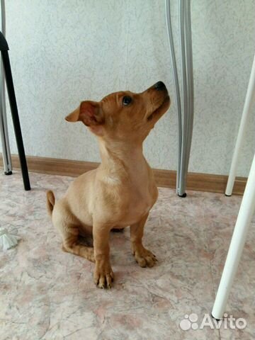 Джек Рассел Терьер