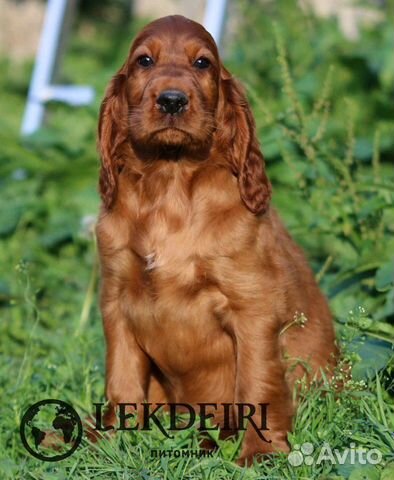 Ирландский сеттер Щенки