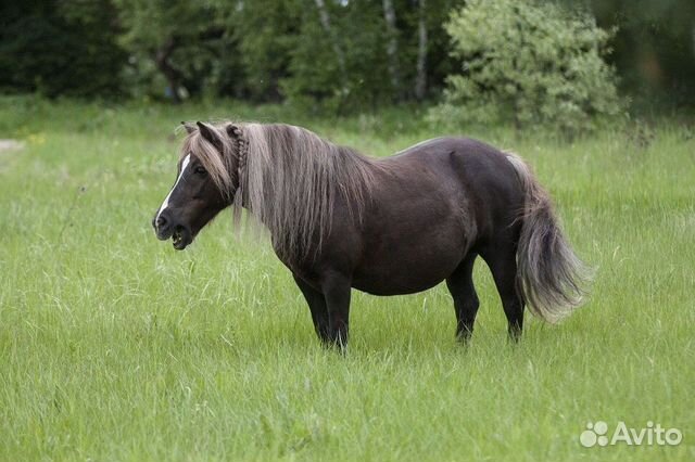 Продам кобылу пони