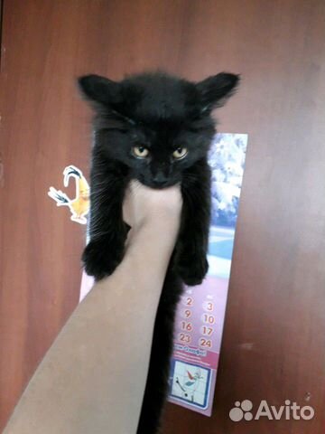 Котенок