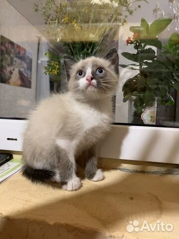 Сиамский котёнок