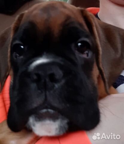 Девочка боксера