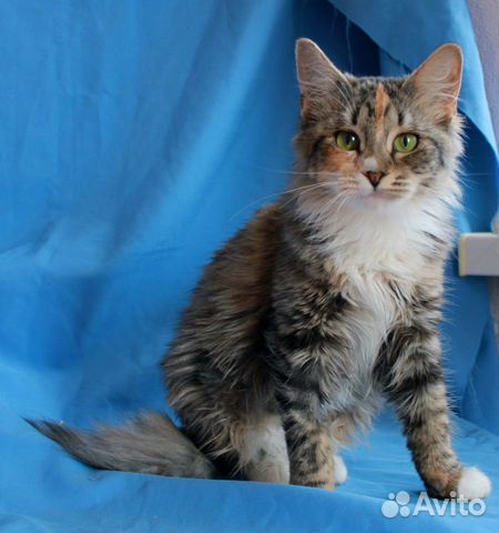 Сэнди, самая ласковая девочка на свете