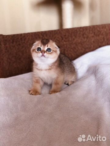 Бронь золотистого котёнка