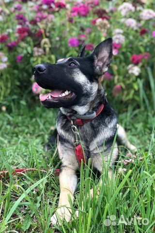 Красивые щенки в добрые руки