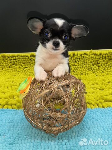 Мальчик красавчик чихуа беби фейс