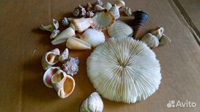 Коралл балянус,морские ракушки,в аквариум