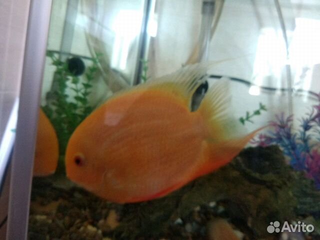 Северум мальчик (самец) 3,5 года более 20 см