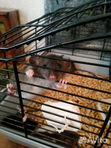 Крысы Дамбо