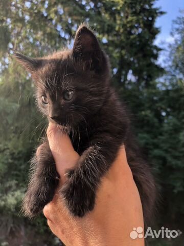 Котенок мальчик (кот) 1,5 мес