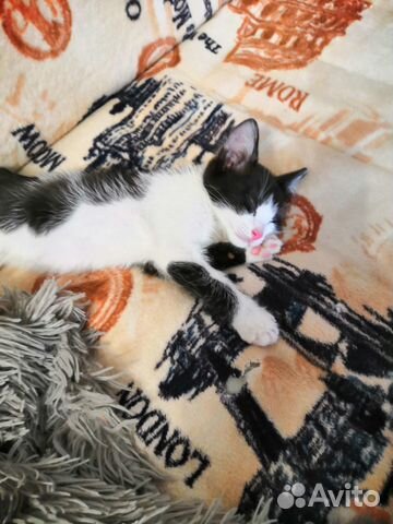 Малыш Крош в добрые руки