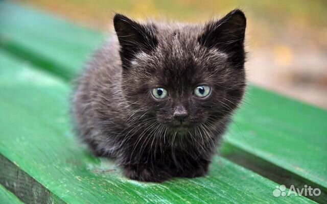 Котятки прекрасные и пушистые