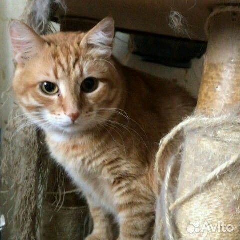 Нежный Абрикосик)