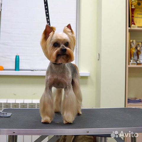 Йоркширский терьер,ищу девочку для случки