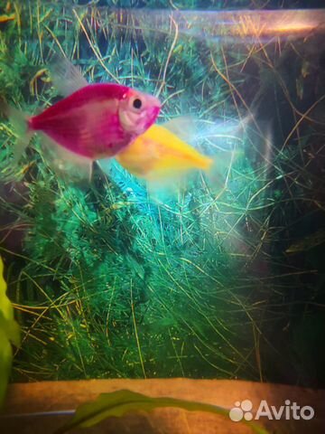 Тернеции флуроисцентные, 4 штуки разных цветов