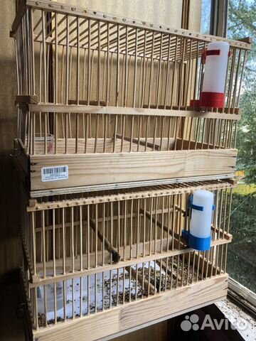 Отдам птиц в добрые руки