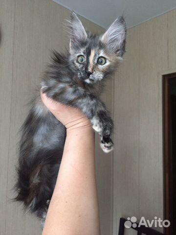 Котёнок девочка ждёт хозяев