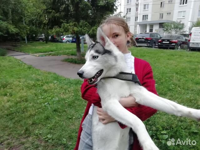 Хаски: "красота неземная" в опытные руки