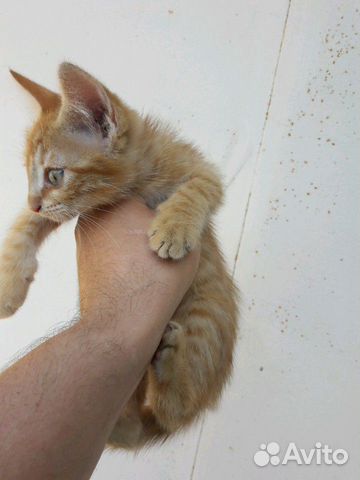 Котята Дворовой породы,гаражного производства