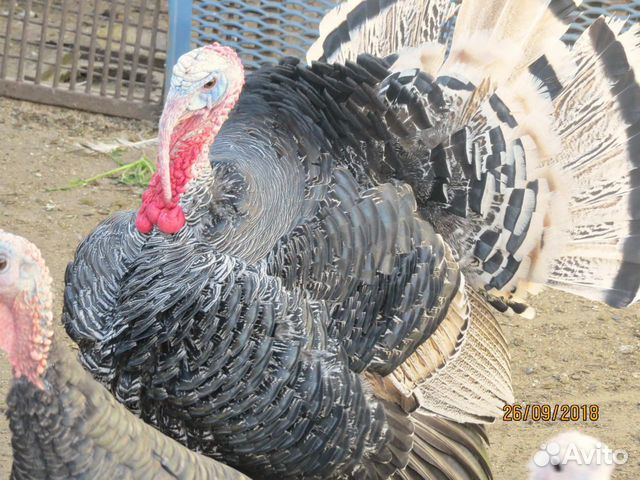 Семья индюков.индюшата