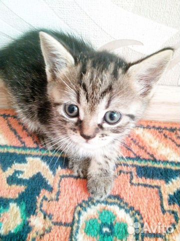 Котята шатландцы