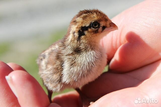 Продам цыцариное яйцо и цыплят