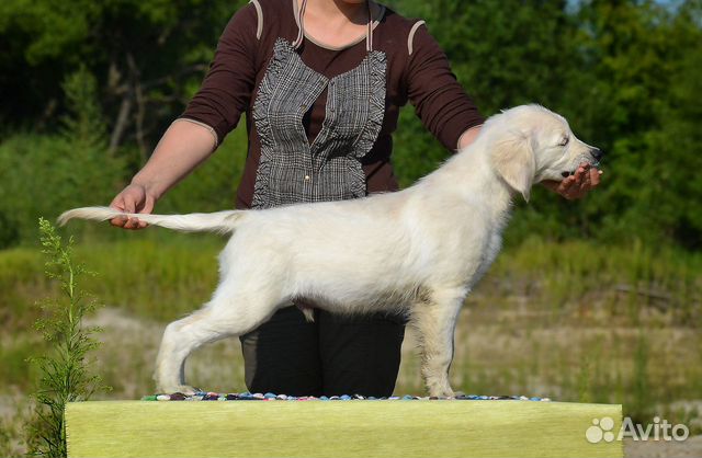 Щенок голден ретривер. Кобель