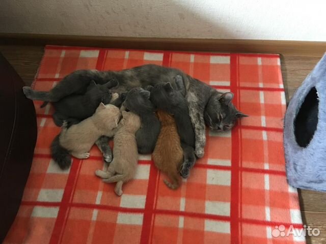 Котята шотландец/британец вислоухие 3 недели