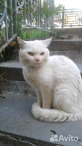Белый ангорский кот 1год