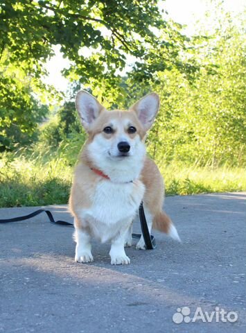 Девочка вельш корги пемброк 2 года