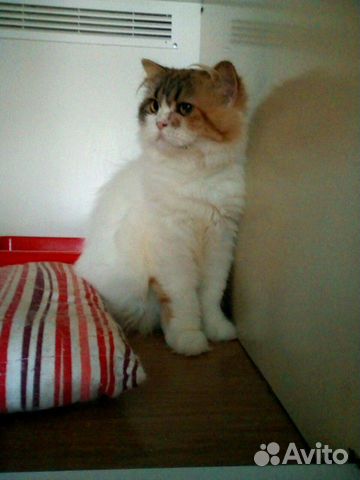 Отдам в хорошие руки