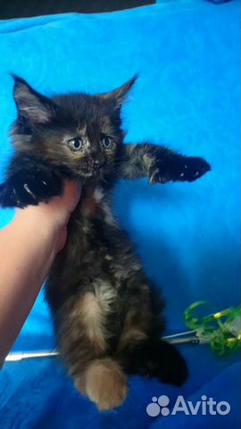 Полидактильная Кошечка мейн-кун