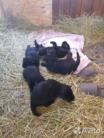 Бельгильская овчарка грюнендаль