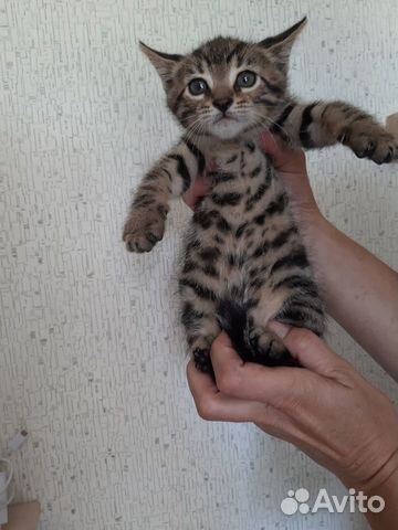 Котята от бенгальской кошки