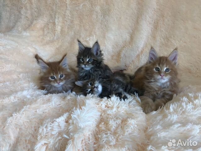 Котята Мейн кун из питомника