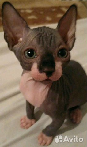 Котенок Канадского сфинкса