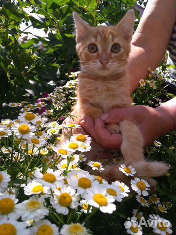 Кошечка