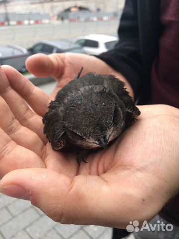 Птенец сокола