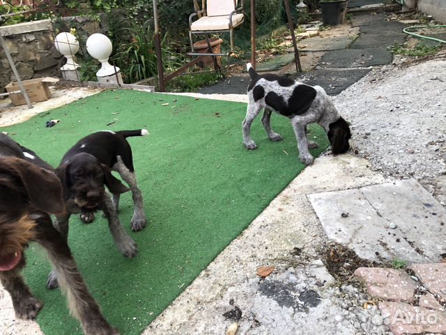 Продаются щенки Дратхаар