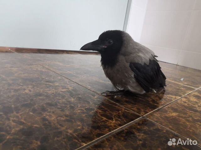 Воронёнок в добрые руки