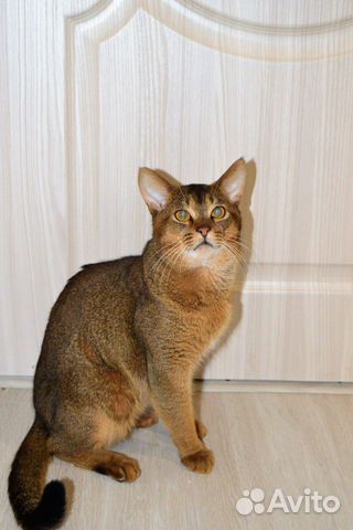 Вязка Абиссин