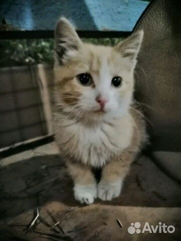 Чудесный 2х месячный котенок