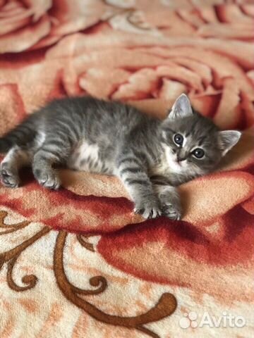 Котёнок