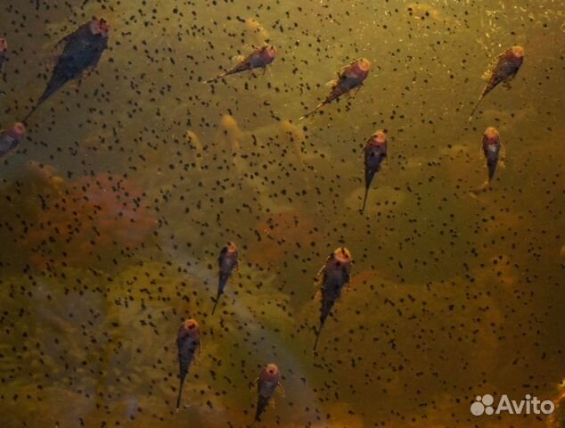 Рыбки сомики