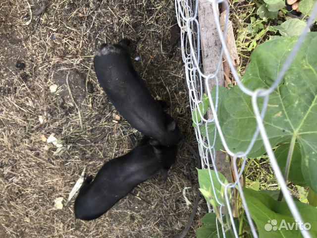 Вьетнамск вислобрюхий поросенок